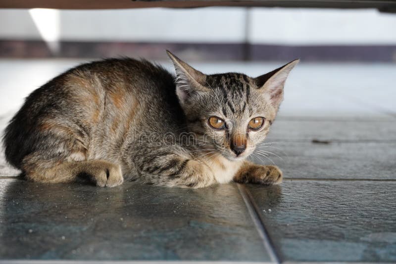 A Cat Lie Down in the Shade. Stock Image - Image of animal, snout ...