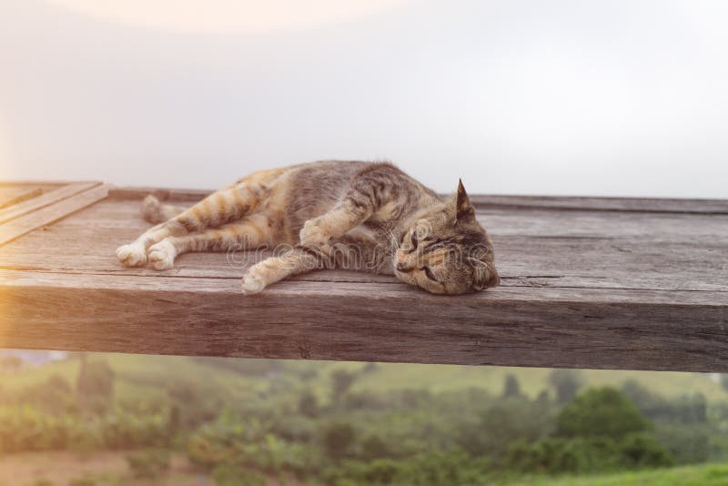 Cat lie down on wooden stock photo. Image of looking - 84956256