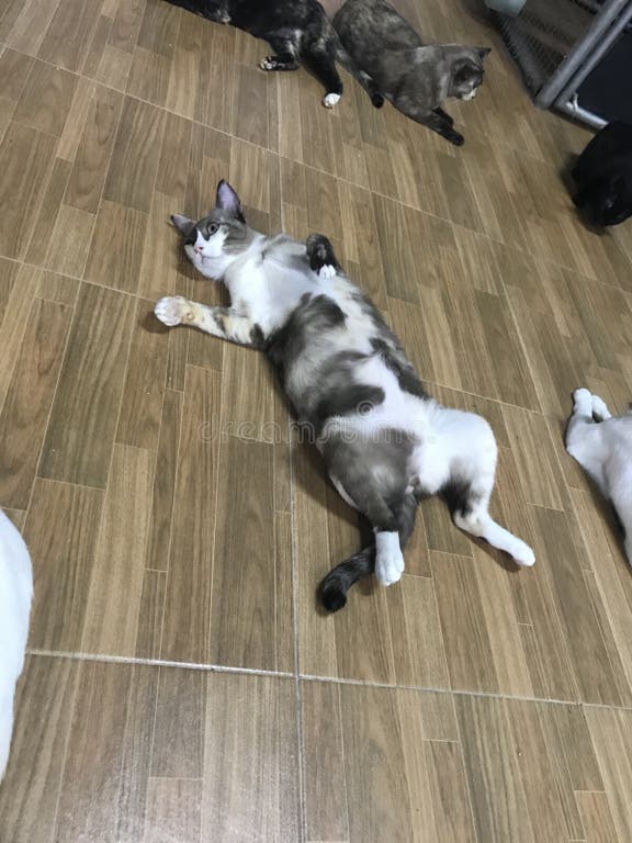 Cat Lie Supine stock image. Image of supine, floor - 128297867