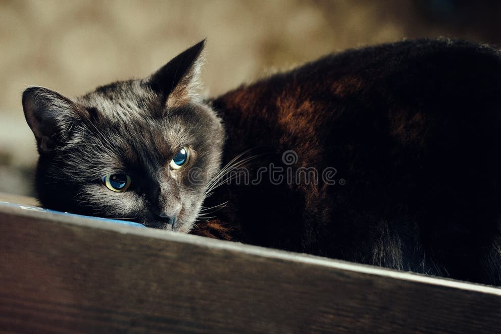 Brooding black cat stock image. Image of green, tabby - 137077857