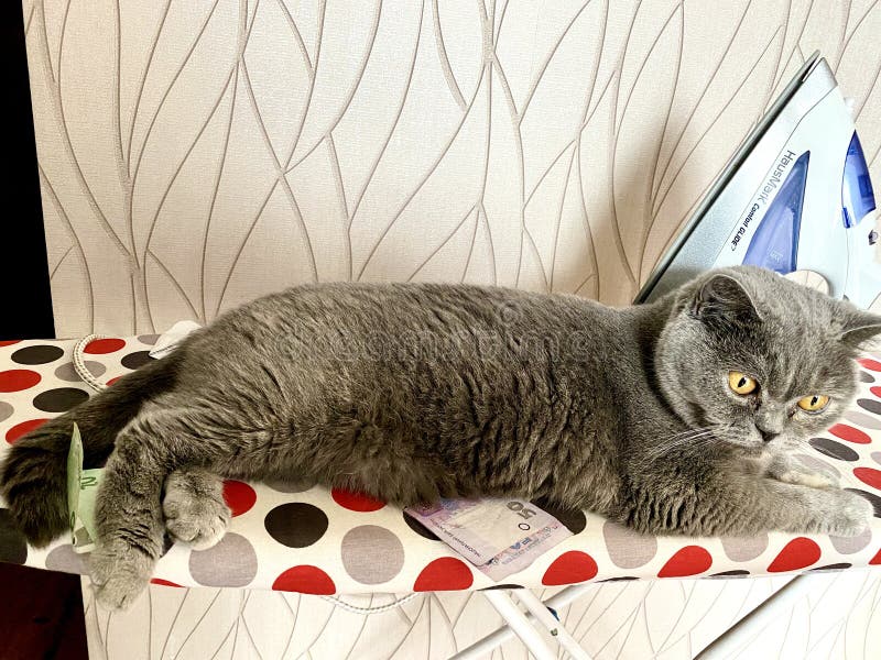Ironing Board Cat Stock Photos - Free & Royalty-Free Stock Photos from ...