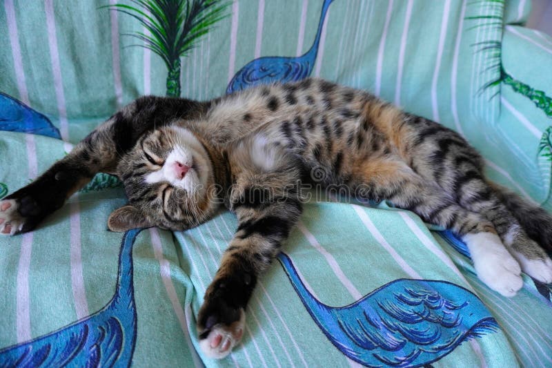 The Cat Lies on Its Back, Stretching Its Front Paws Forward and Winking ...