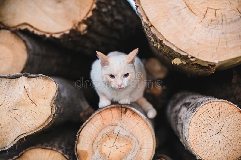 The Cat Lies on Logs with a Shallow Depth of Field Stock Photo - Image ...
