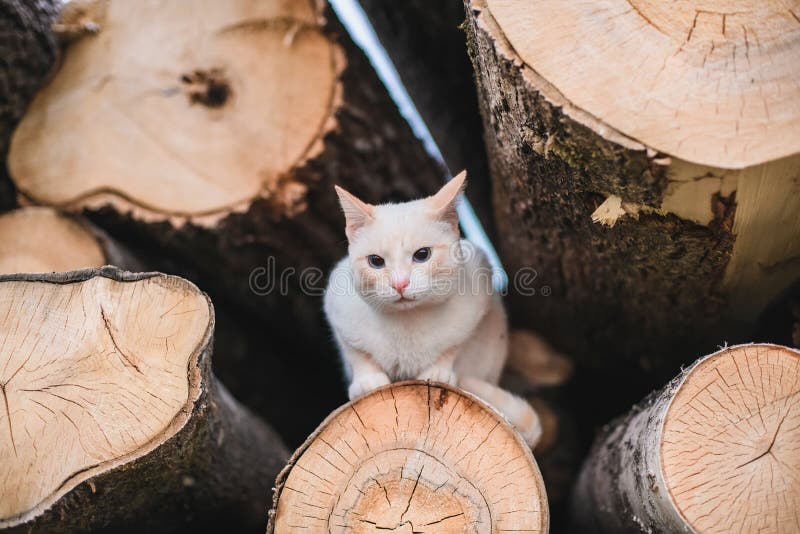 The Cat Lies on Logs with a Shallow Depth of Field Stock Image - Image ...