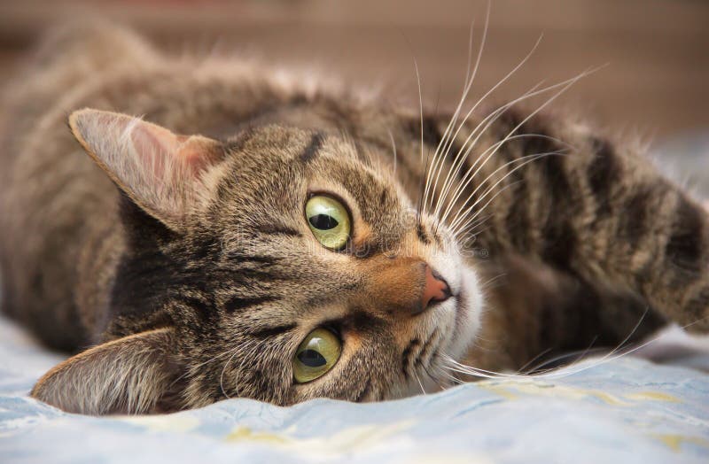 Cat Lies One Side Looks You Stock Photos - Free & Royalty-Free Stock ...