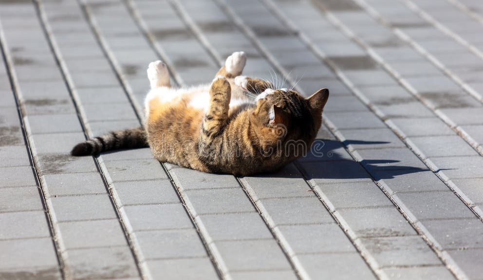 The Cat Lies on the Paving Slabs Stock Image - Image of mammal, animal ...