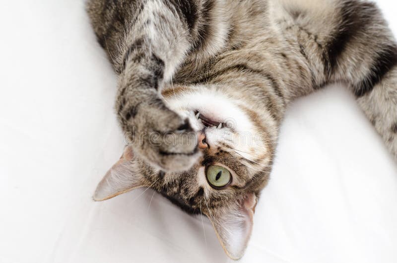 The Cat Lies on a White Background Upside Down and Paw Covered One Eye ...