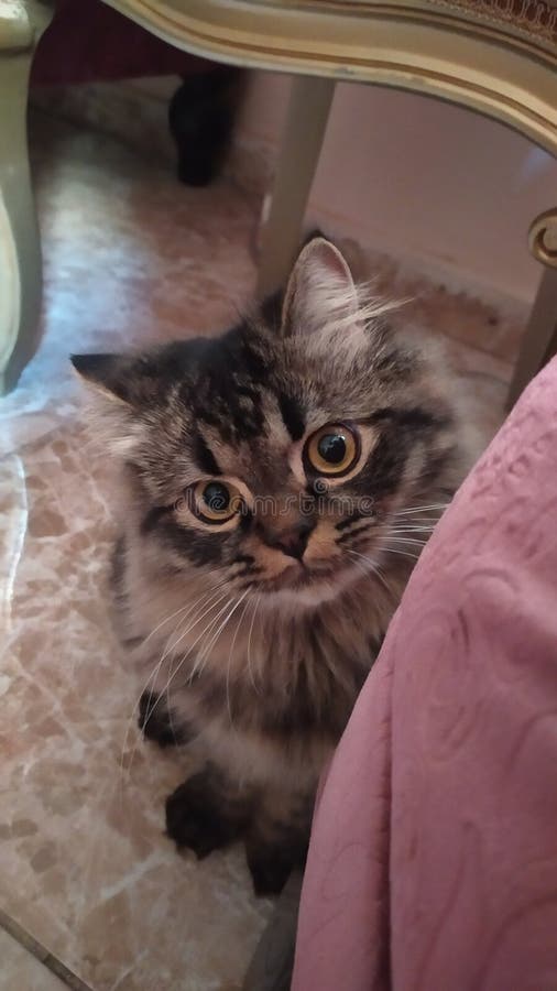 Cat is life stock image. Image of animal, whiskers, nose - 260774343