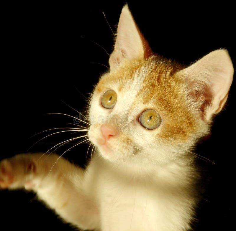 Cat in light stock image. Image of afternoon, kittens, shadow - 119657