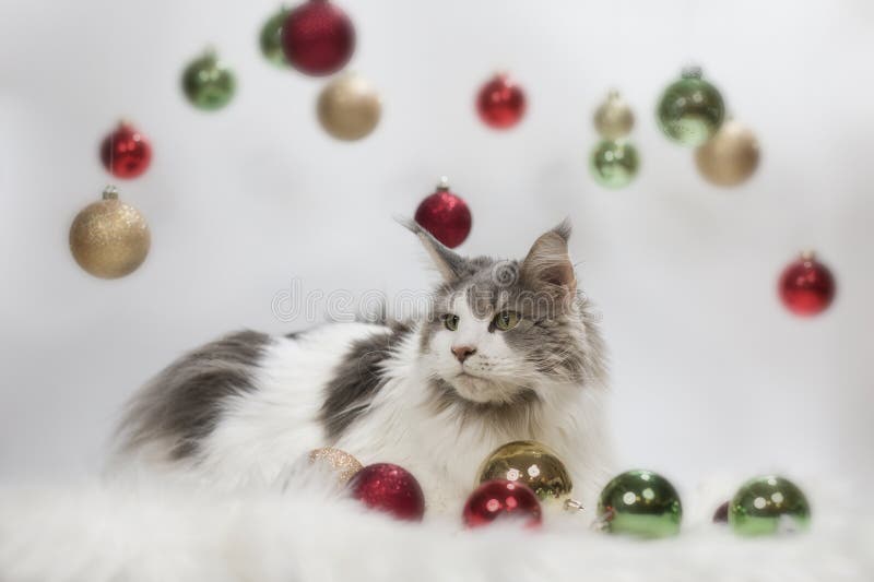 Cat on Light Background with Christmas Decorations in Studio Stock ...