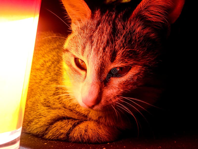 Cat and light stock photo. Image of light, iran, animal - 234823102