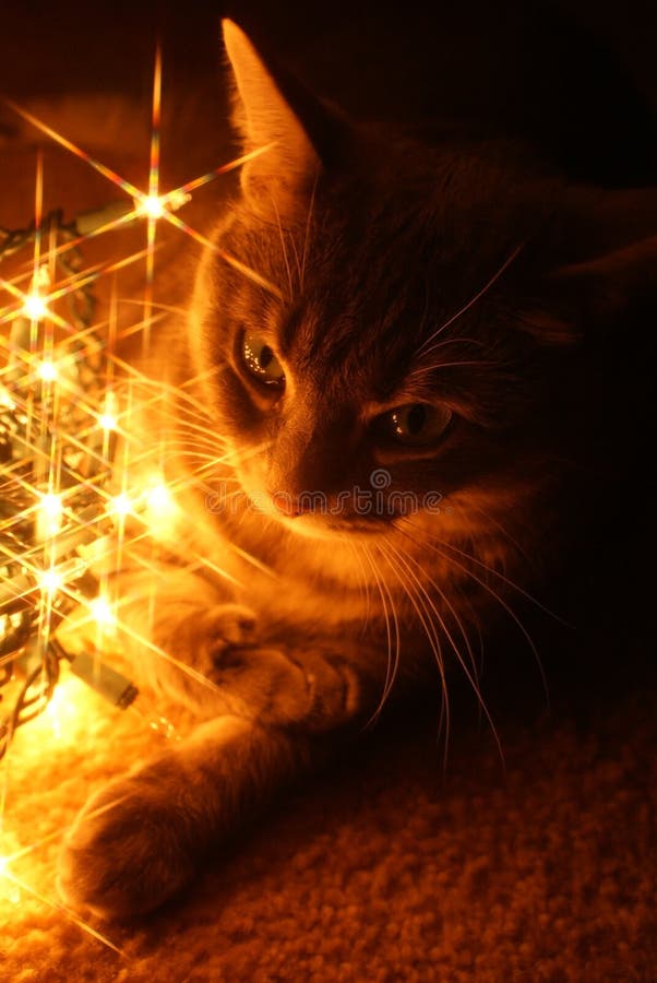 Cat Playing with Christmas Lights Stock Photo - Image of whiskers ...