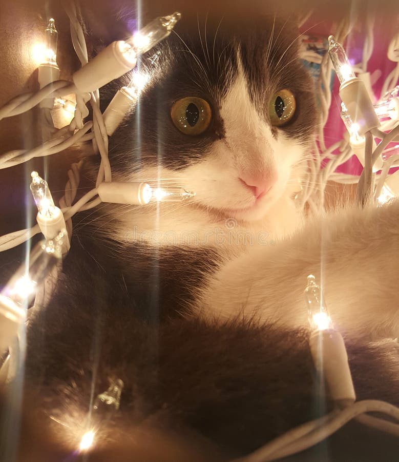 Lights stock photo. Image of lights, kitty, christmas - 123539576