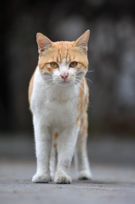 Cat stock image. Image of honourable, rank, gaze, gorgeous - 34541863