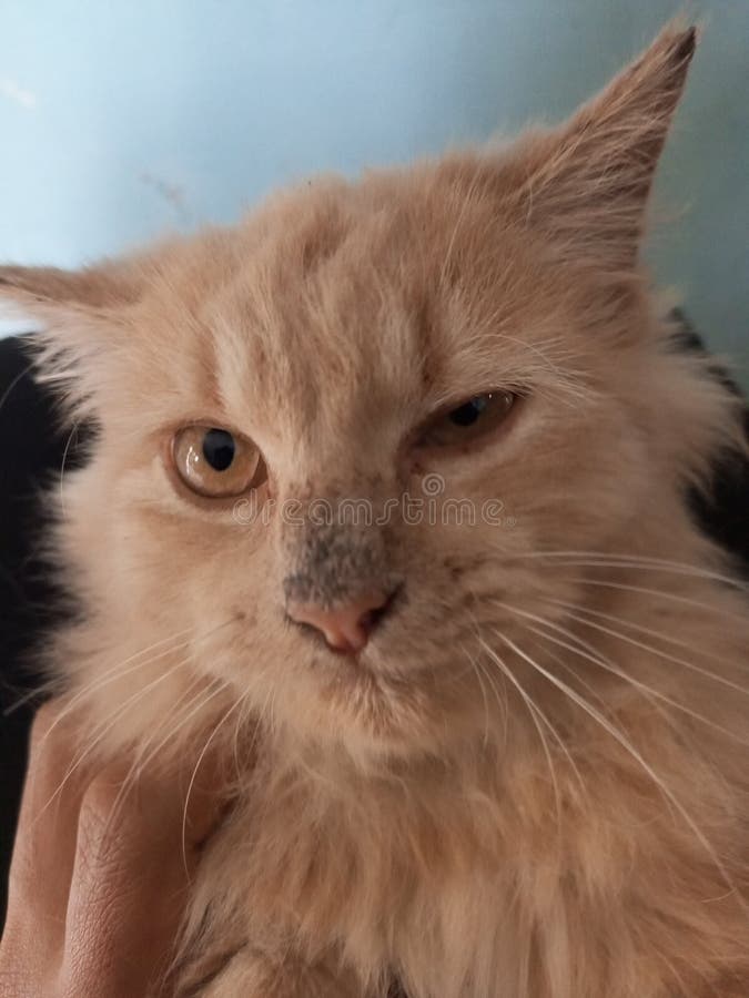 200 Cat Saying Bye Bye Stock Photos - Free & Royalty-Free Stock Photos ...