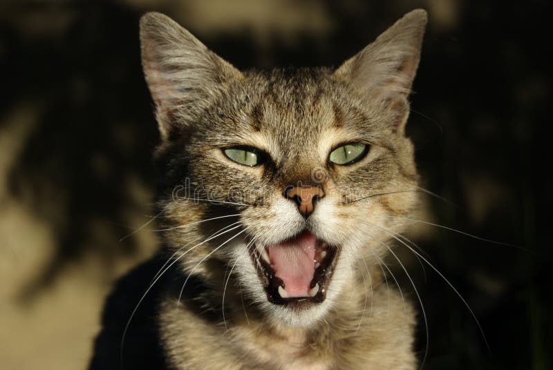 Snarling Cat stock image. Image of hiss, anger, cattitude - 187567
