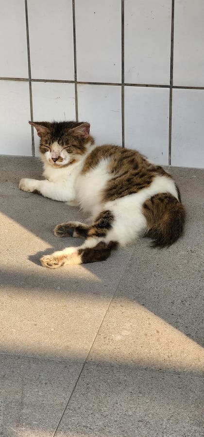 Cat Like To Enjoy the Morning Sunshine Stock Photo - Image of morning ...