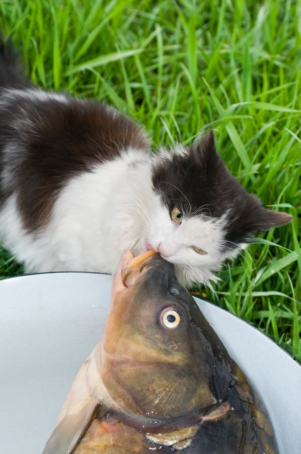 The cat likes to eat fish. stock photo. Image of black - 8650090