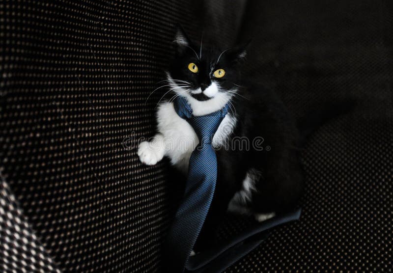 Cat Limousine Stock Photos - Free & Royalty-Free Stock Photos from ...
