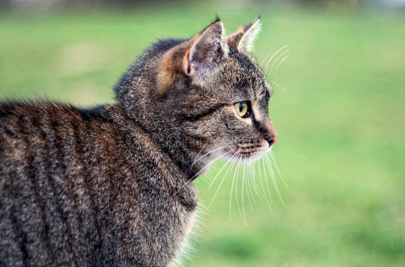 351 Tensely Stock Photos - Free & Royalty-Free Stock Photos from Dreamstime