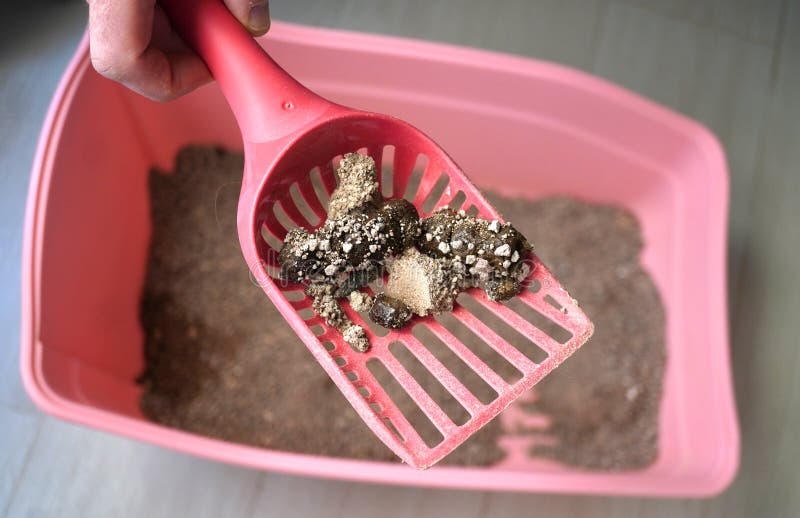 Cat Litter Box with Poop on the Scoop Stock Photo - Image of awareness ...