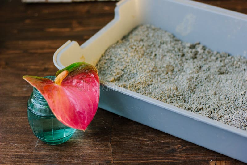 Cat Litter Box with the Red Flower - Nice Aroma Concept. Stock Photo ...