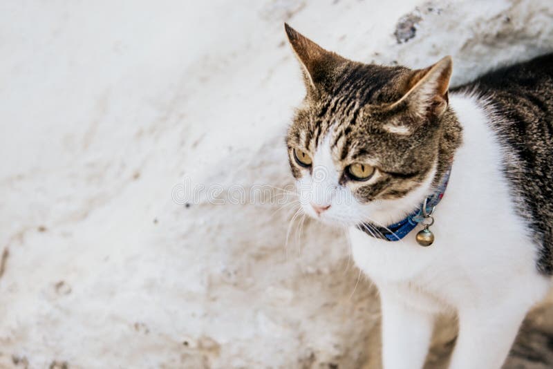 Cat with a Little Bell on Its Blue Collar. Stock Image - Image of ...