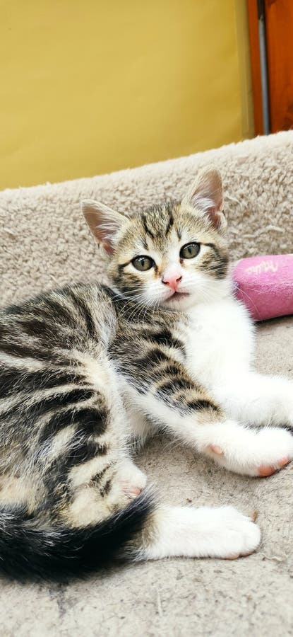 Cat Little Cute Beautiful Cat Kitty Stock Image - Image of beautiful ...