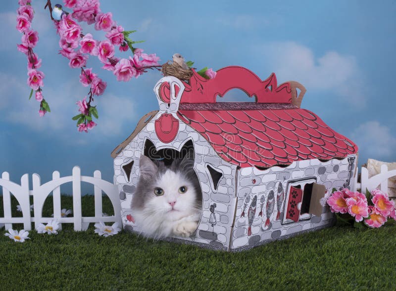 Cat Lives in His Own House in the Village Stock Photo - Image of castle ...