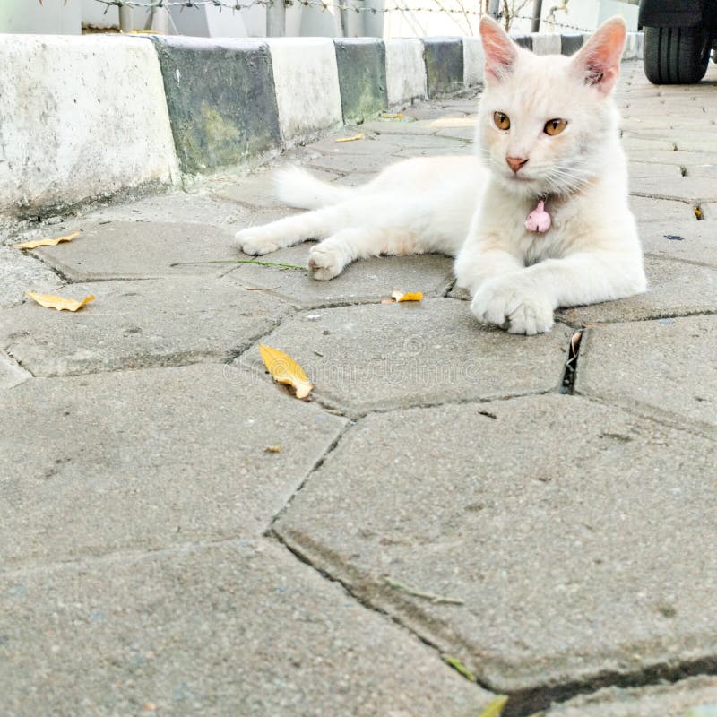 The Cat that Lives in the Parking Lot Stock Image - Image of stray ...