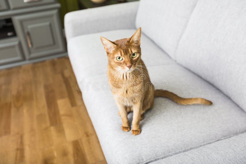 Cat in the Living Room on the Couch Stock Photo - Image of adorable ...