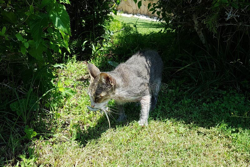 Cat and lizard stock image. Image of domestic, caught - 122744449