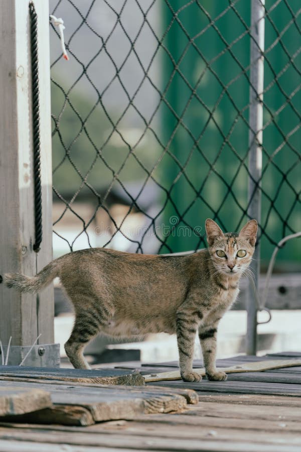 Cat stock photo. Image of breed, browncat, local, hongkong - 260633752