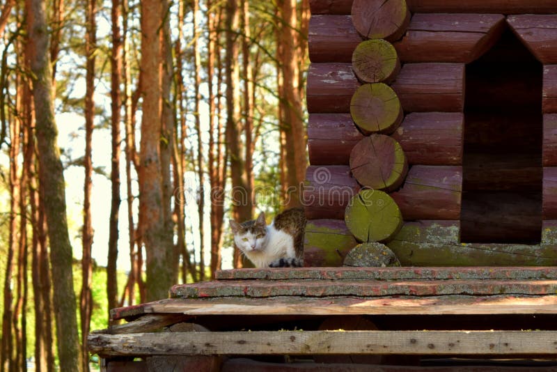 375 Log Wall Face Stock Photos - Free & Royalty-Free Stock Photos from ...