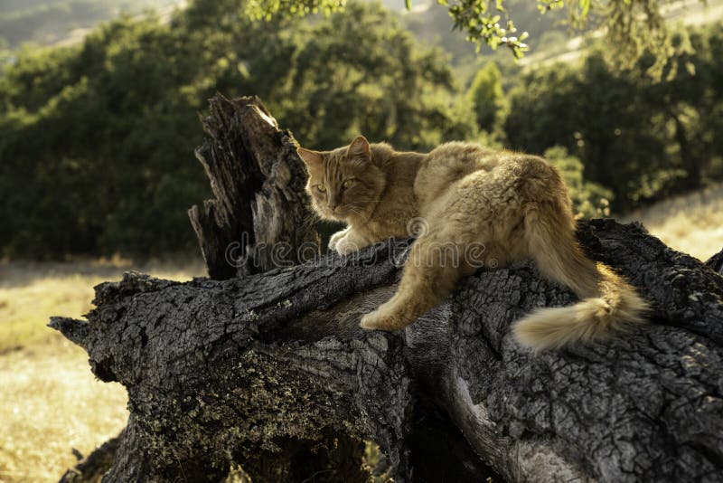 Cat on Log stock image. Image of landscape, scenic, nature - 166526601