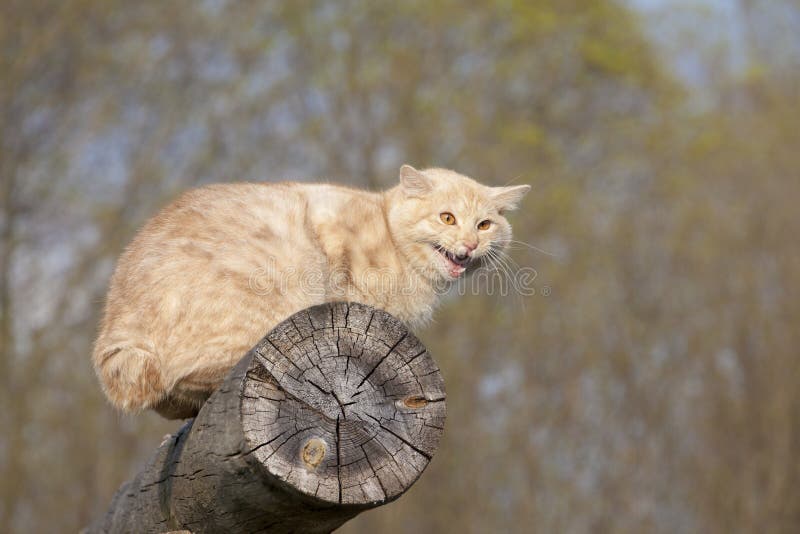 Cat on a log stock image. Image of tabby, sunlight, fluffy - 30920557