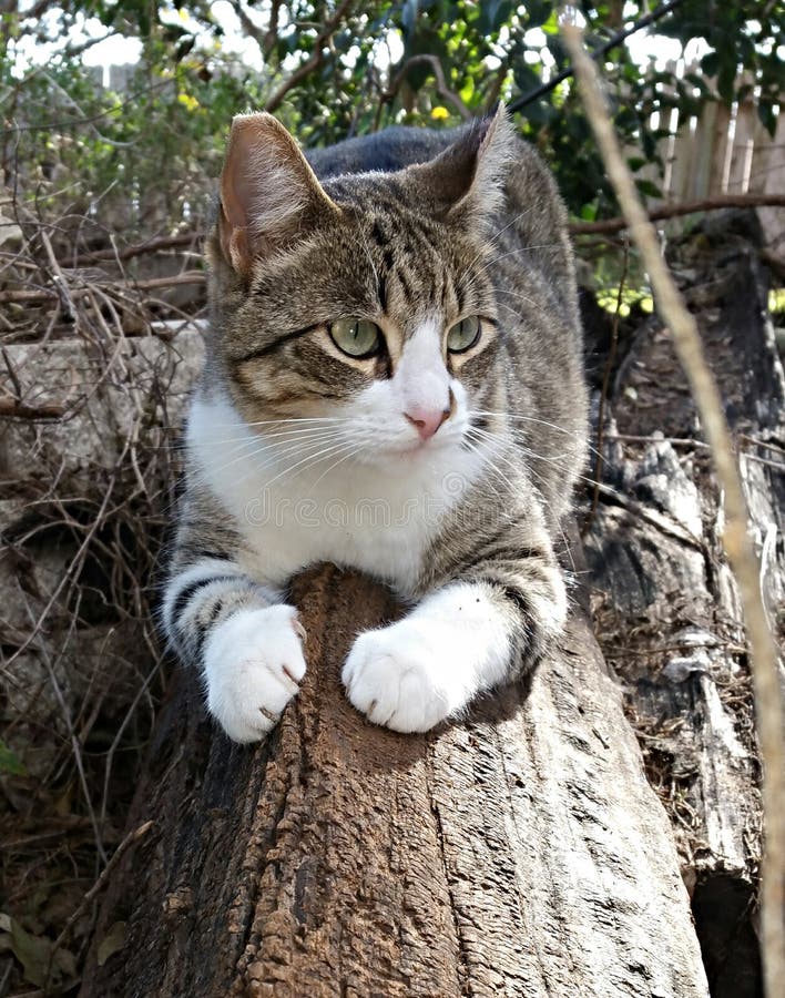 Silver tabby cat stock photo. Image of silver, face, tabby - 88523900