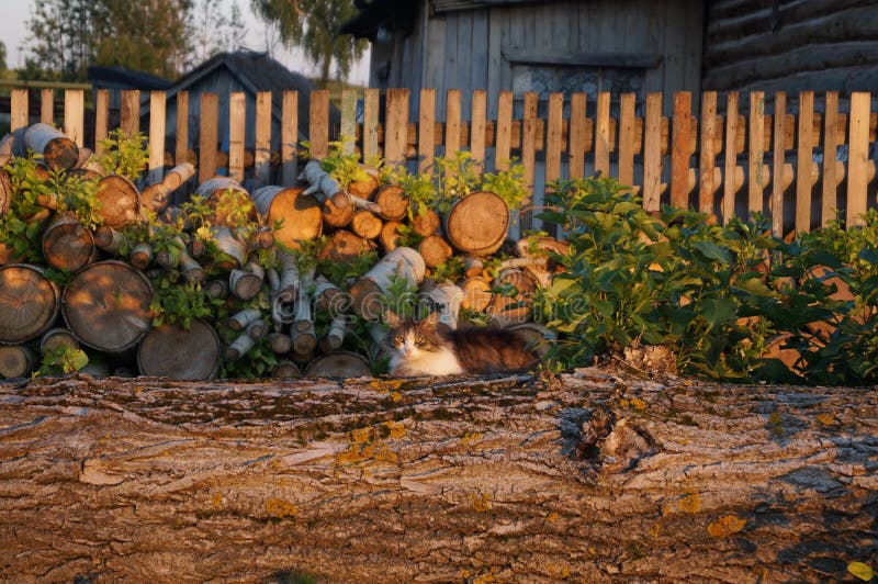 Cat on logs stock illustration. Illustration of wood - 79301823