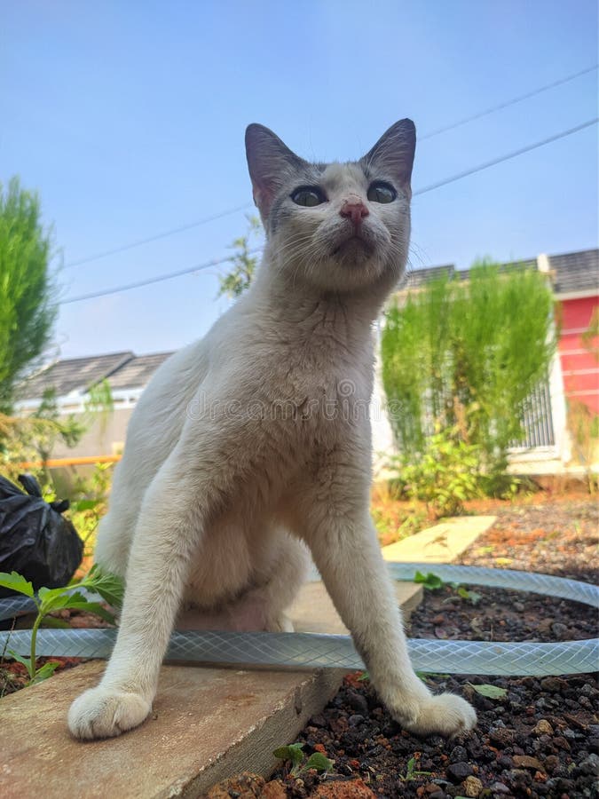 Cat Mixdom Stock Photos - Free & Royalty-Free Stock Photos from Dreamstime