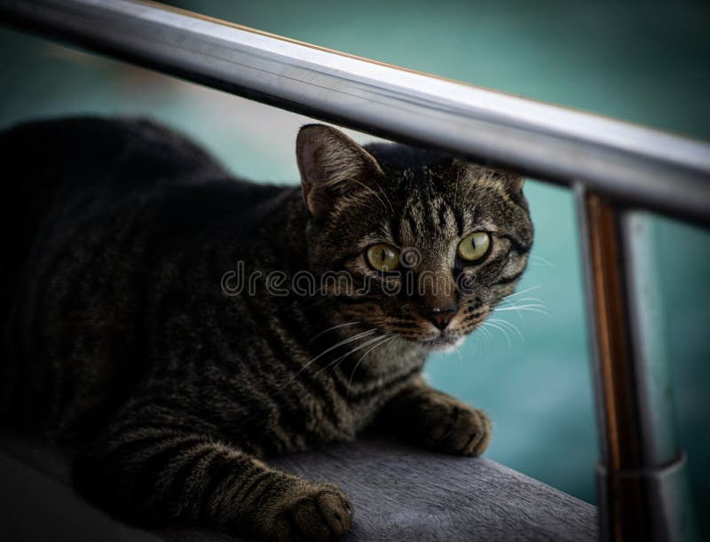 Cat Lokking Towards Camera on Board of a Boat Stock Image - Image of ...