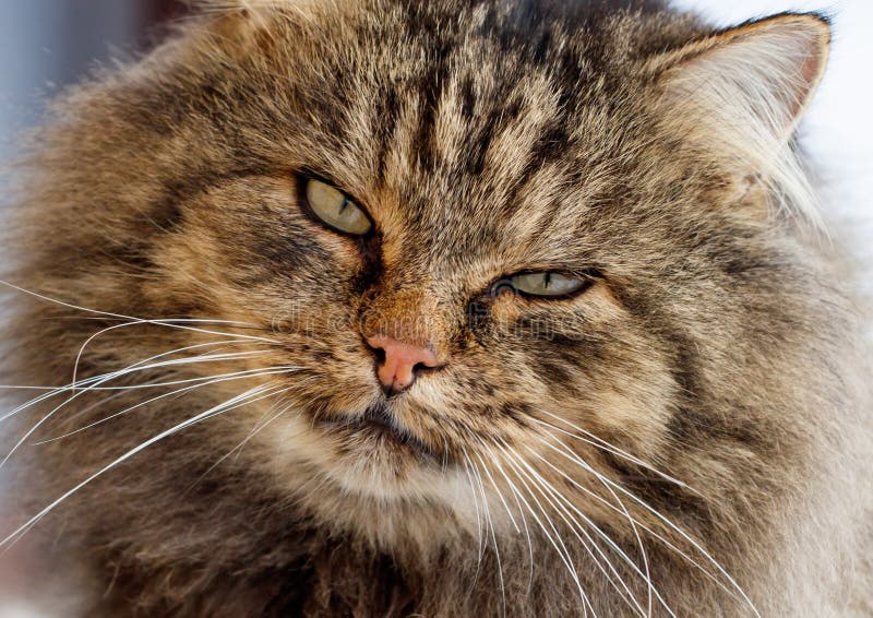 Cat's Face Very Angry Expression Stock Photos - Free & Royalty-Free ...