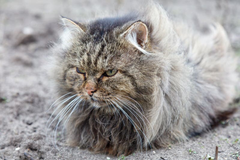 A Cat with Long Fur is Laying on the Ground Stock Photo - Image of long ...