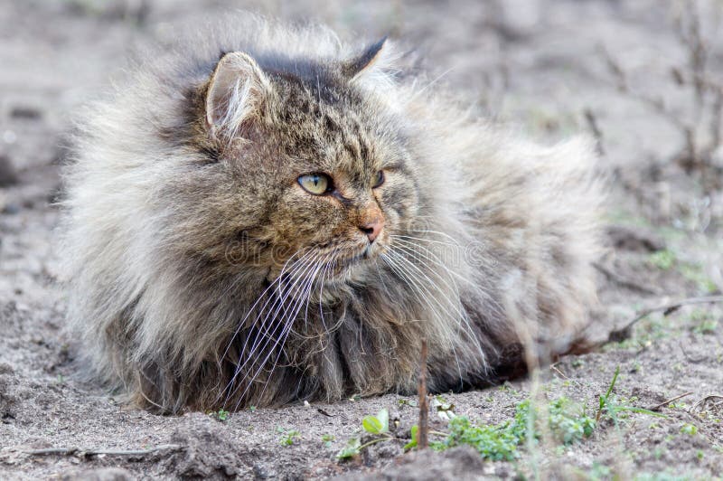 A Cat with Long Fur is Laying on the Ground Stock Image - Image of ...