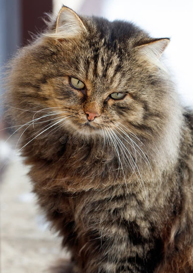 A Cat with Long Fur is Staring at the Camera Stock Image - Image of ...
