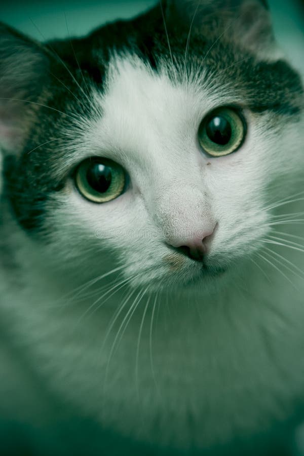 Cat look stock photo. Image of iris, kitten, lurk, concentrate - 1568890