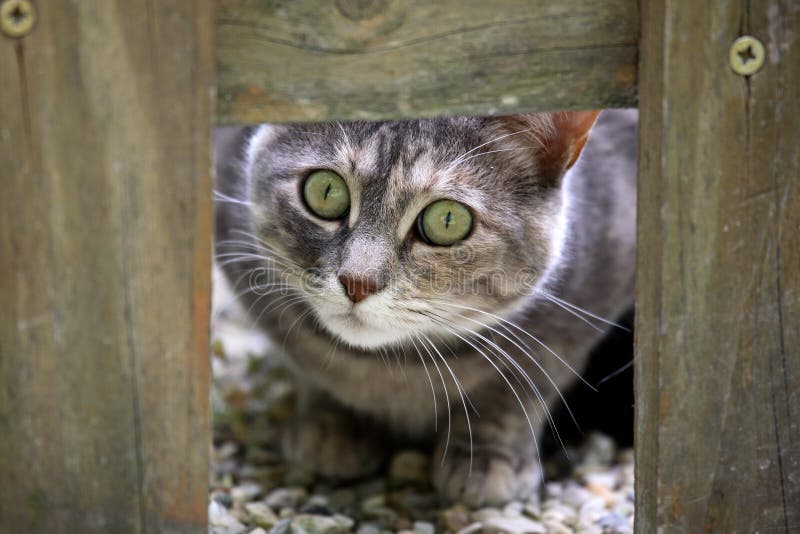 Cat look stock image. Image of caress, wild, regard, meow - 17909475