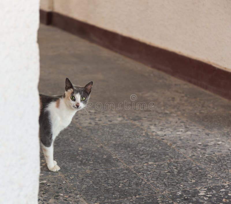 Cat look around the corner stock image. Image of curiosity - 55385615