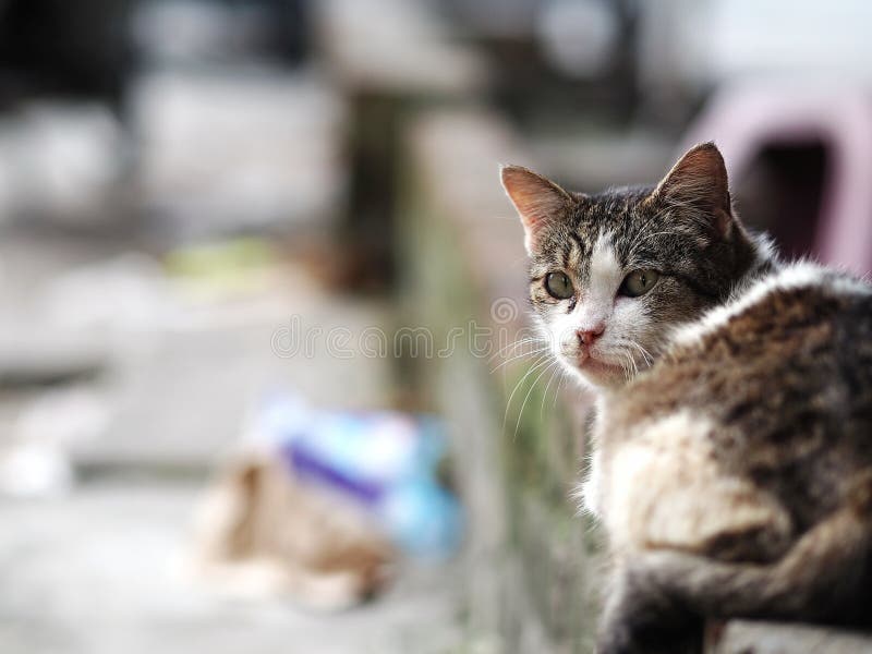 A cat look back stock photo. Image of interested, looking - 63599444
