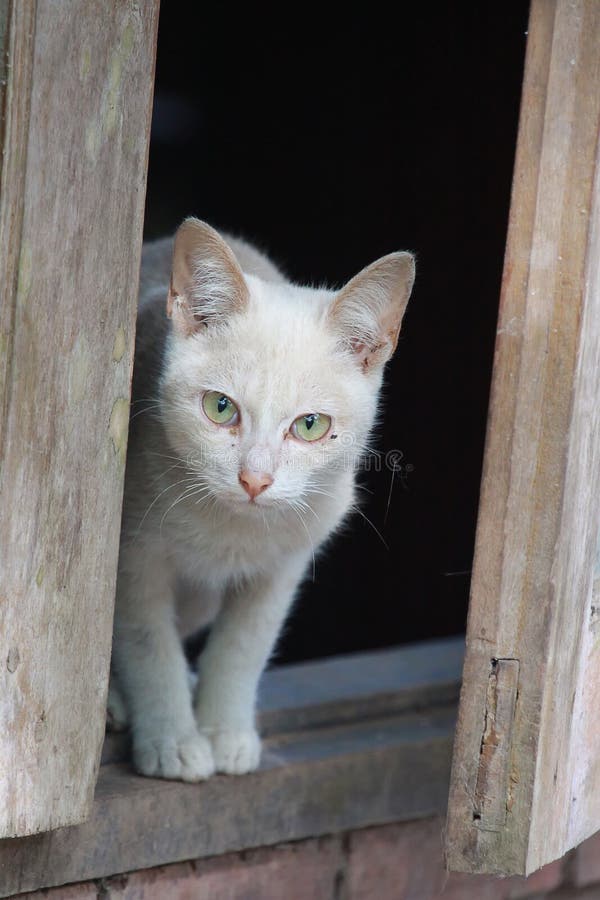 Cat look camera stock image. Image of black, expression - 23408601