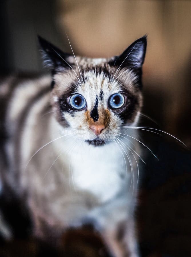 Cat look at the camera stock image. Image of animal - 108580835